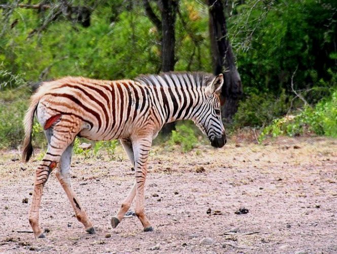 The cat that changed his mind | a true story- part 5